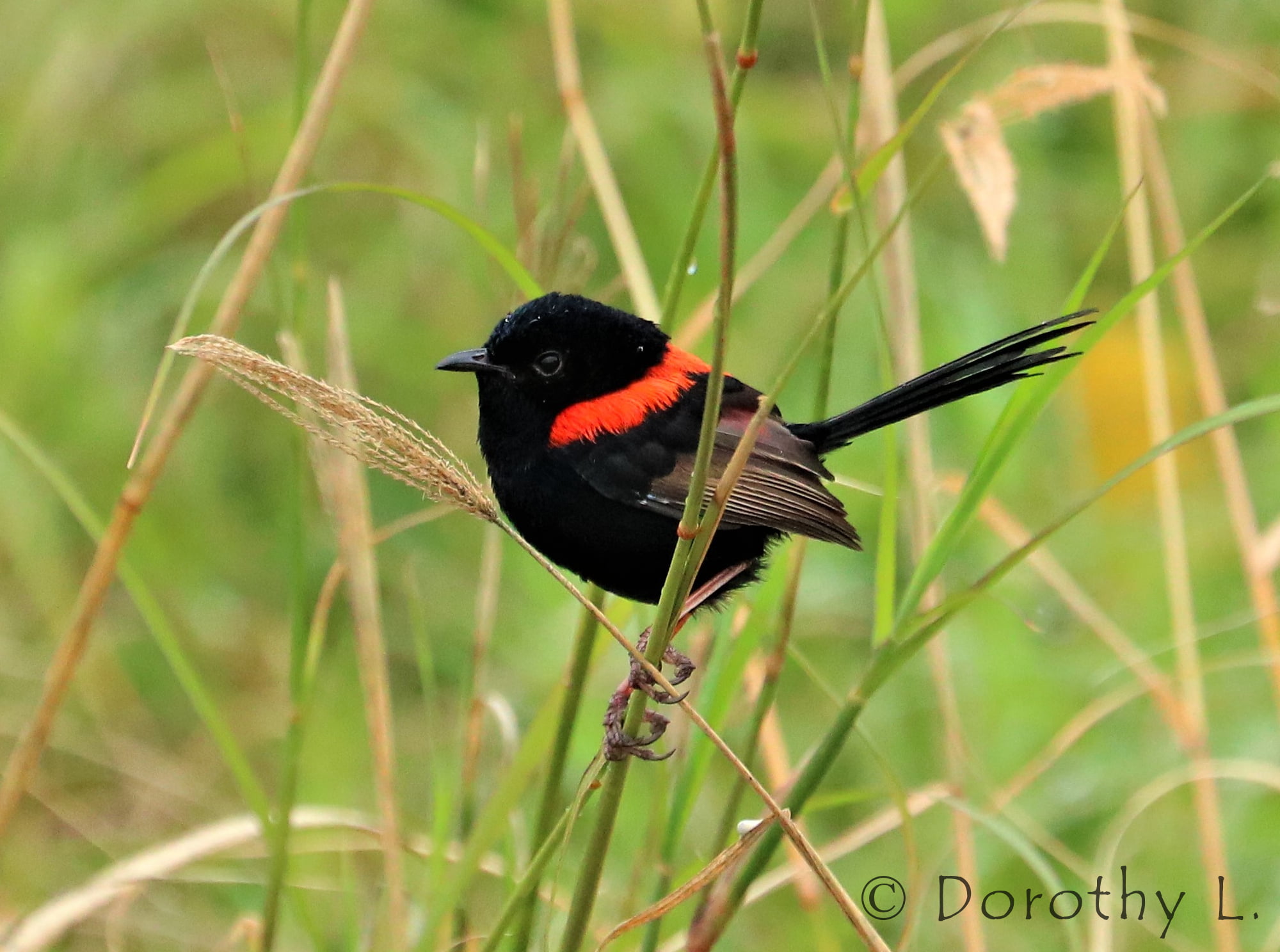 Red-backed Fairywren – Ausemade