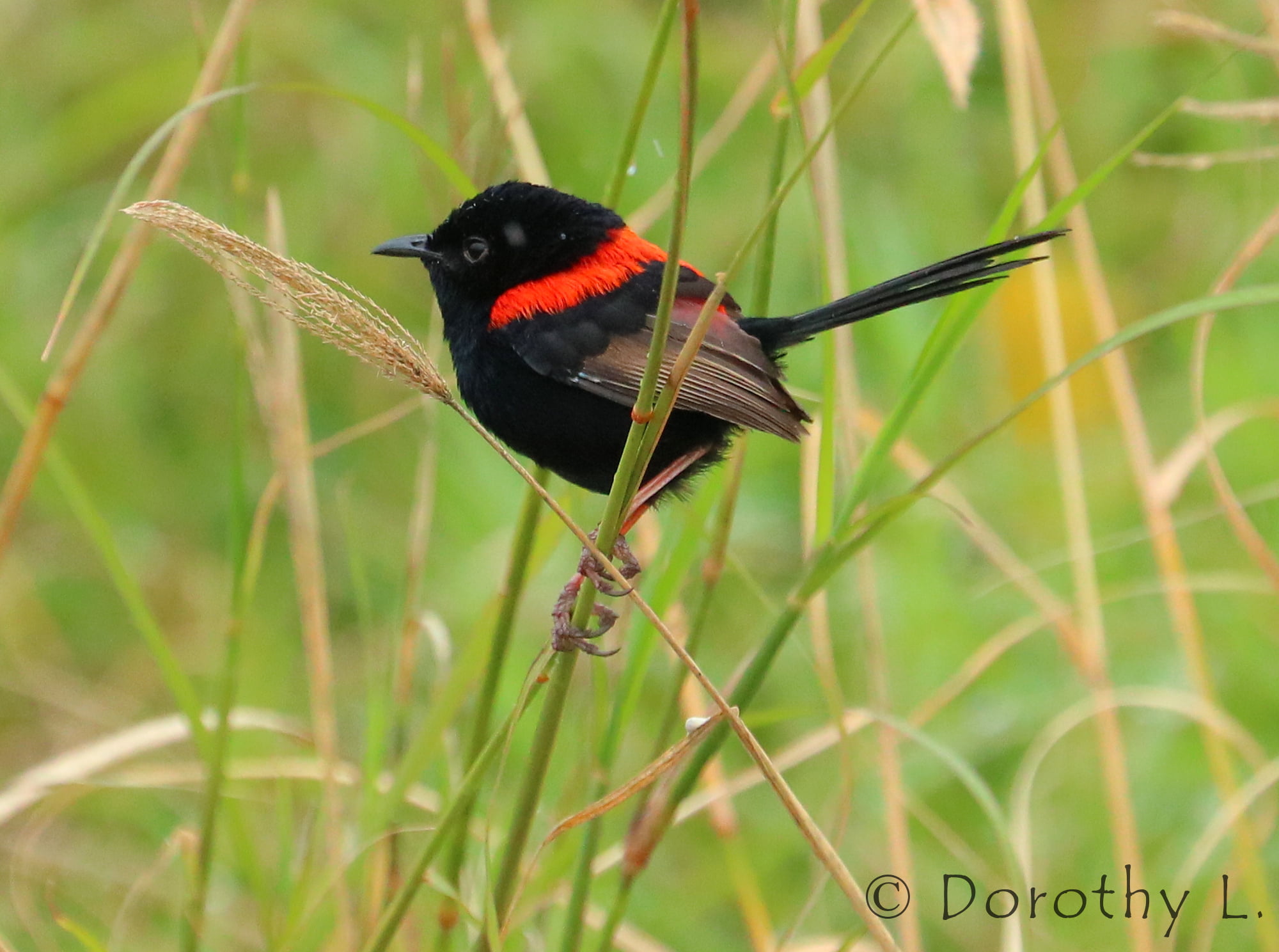 Red-backed Fairywren – Ausemade