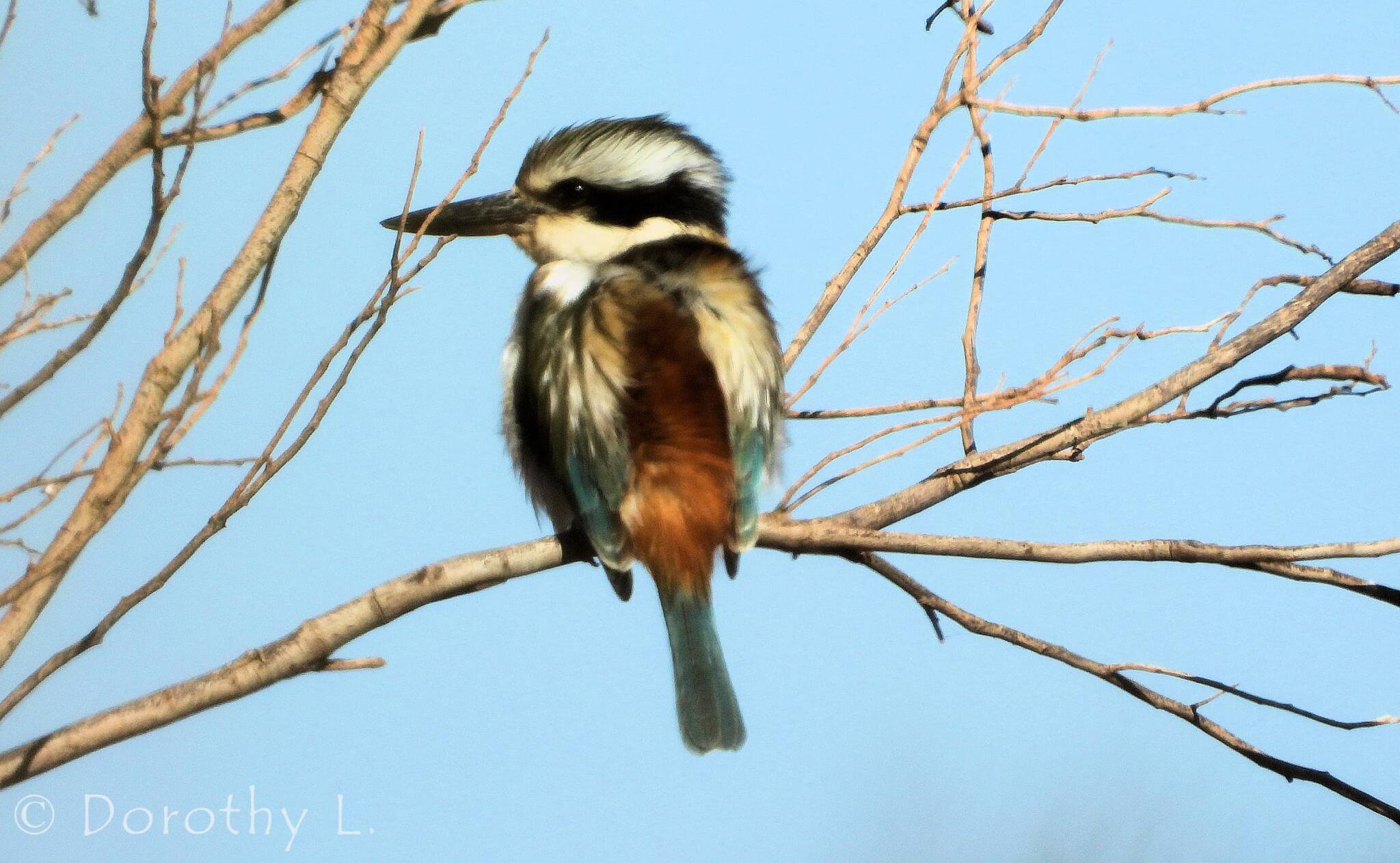Red-backed Kingfisher – Ausemade
