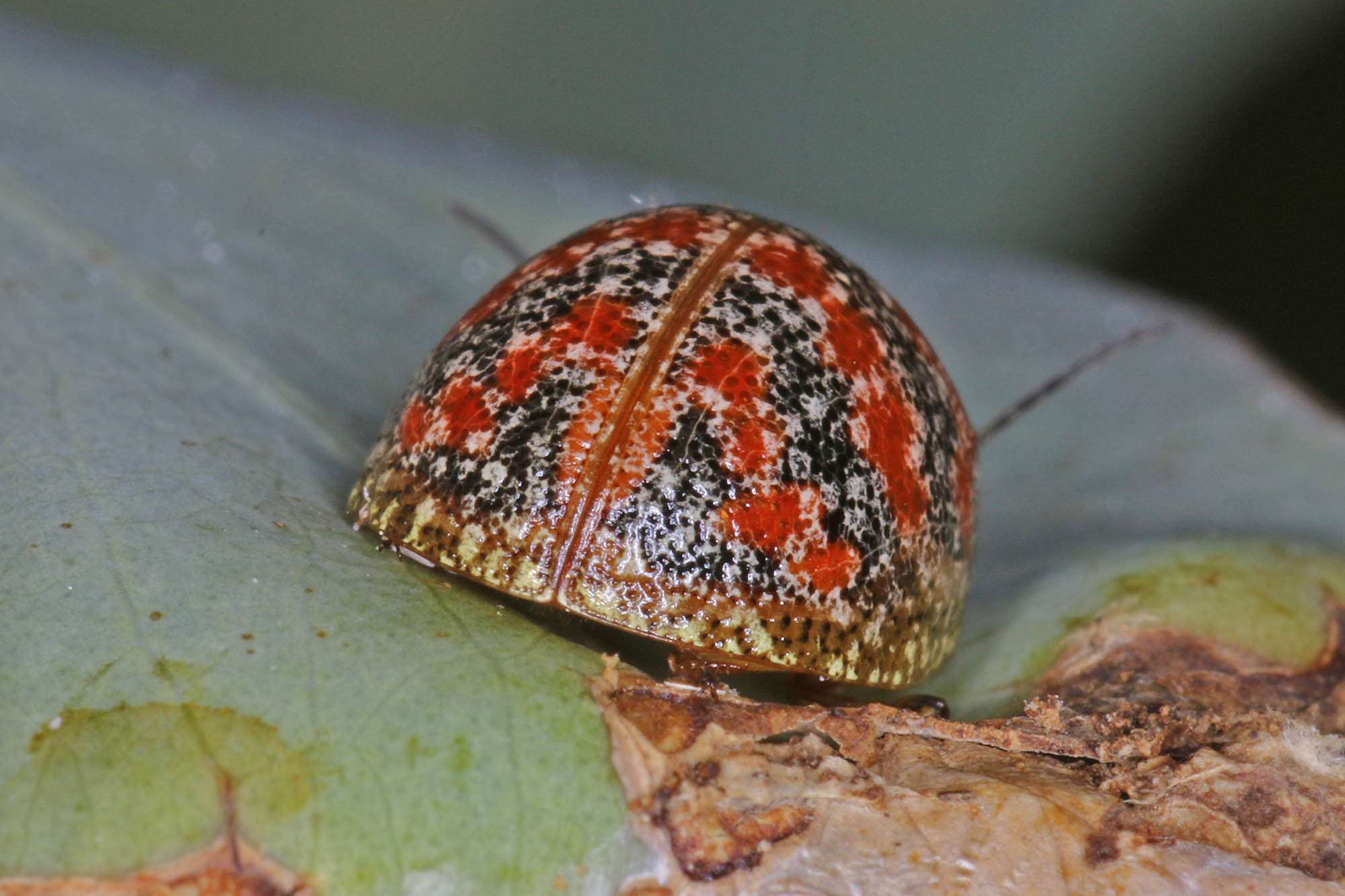 Red-blue Banded Leaf Beetle – Ausemade