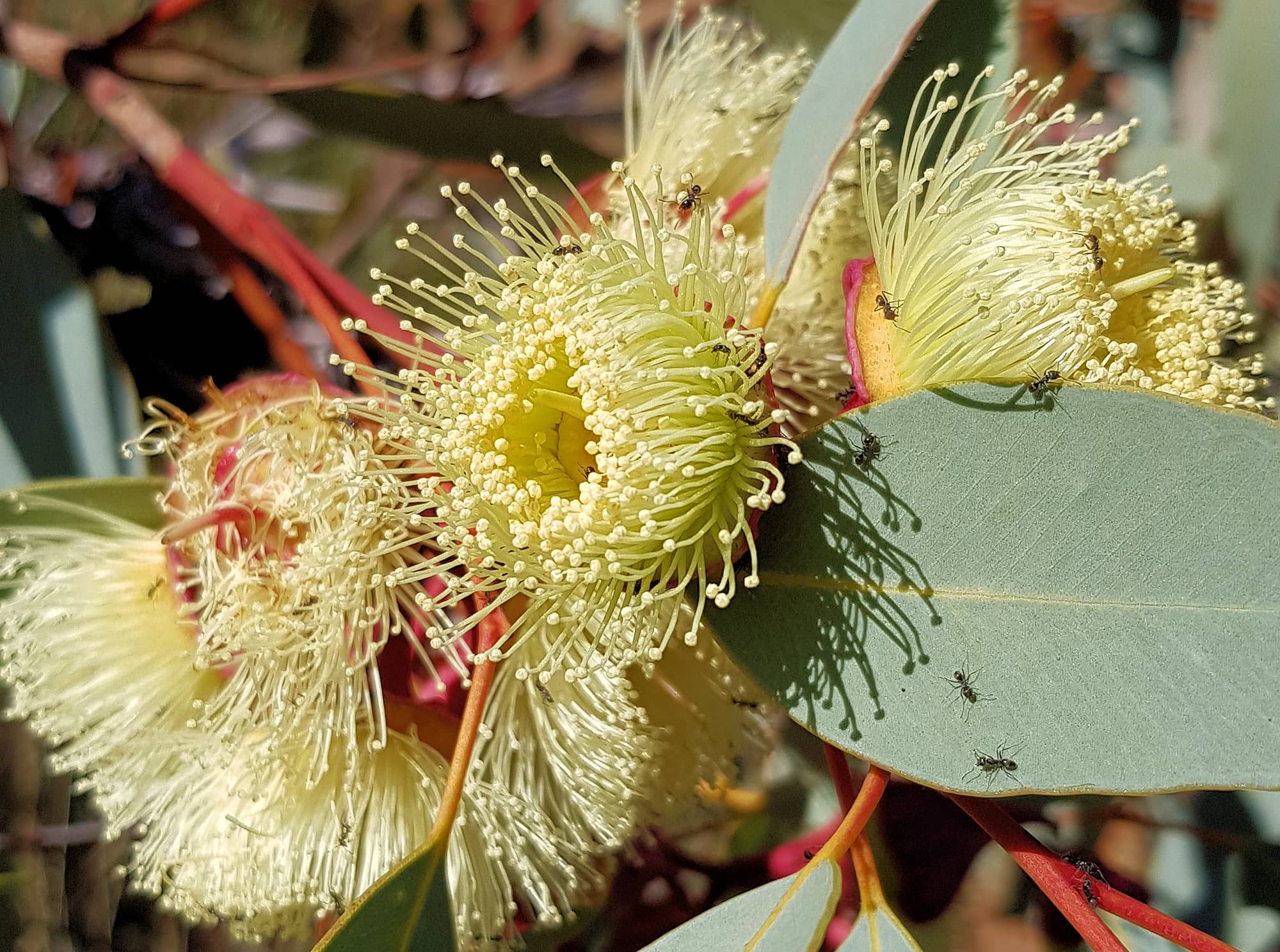 Eucalyptus pachyphylla (Red-bud Mallee) – Ausemade