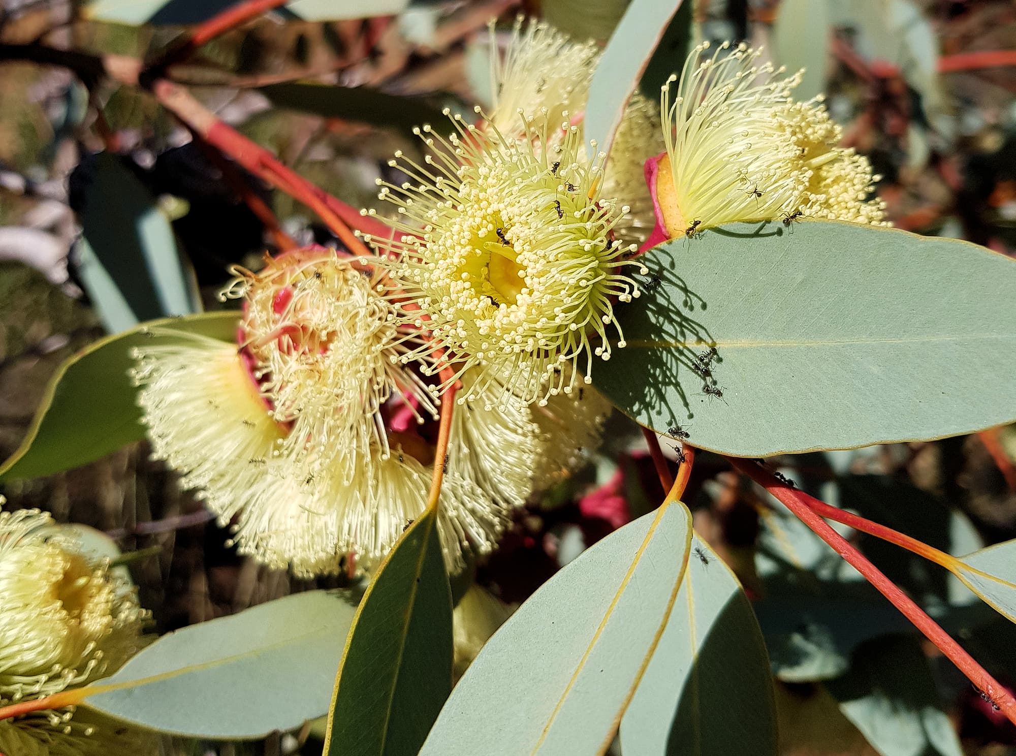 Eucalyptus pachyphylla (Red-bud Mallee) – Ausemade