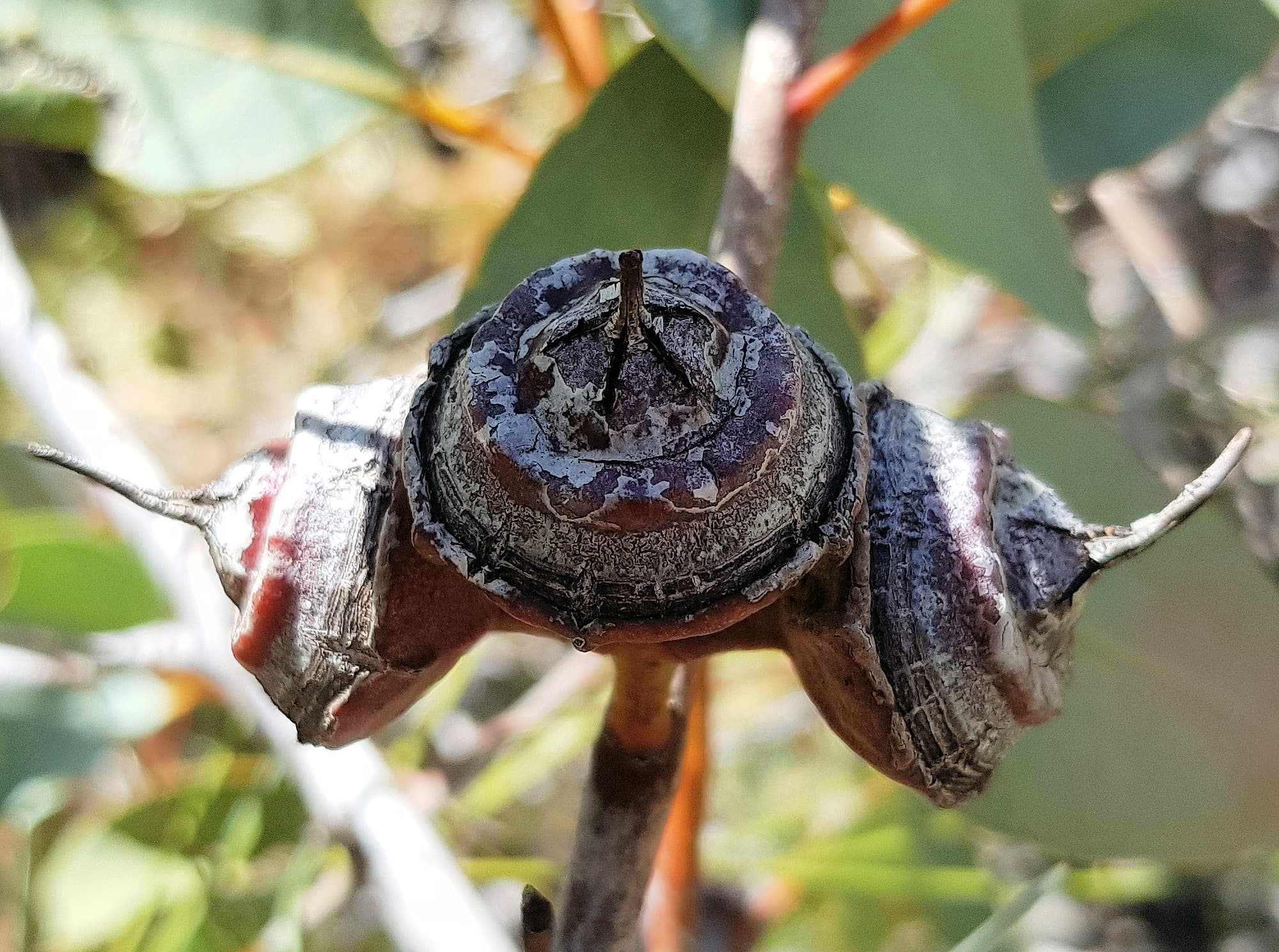 Eucalyptus pachyphylla (Red-bud Mallee) – Ausemade
