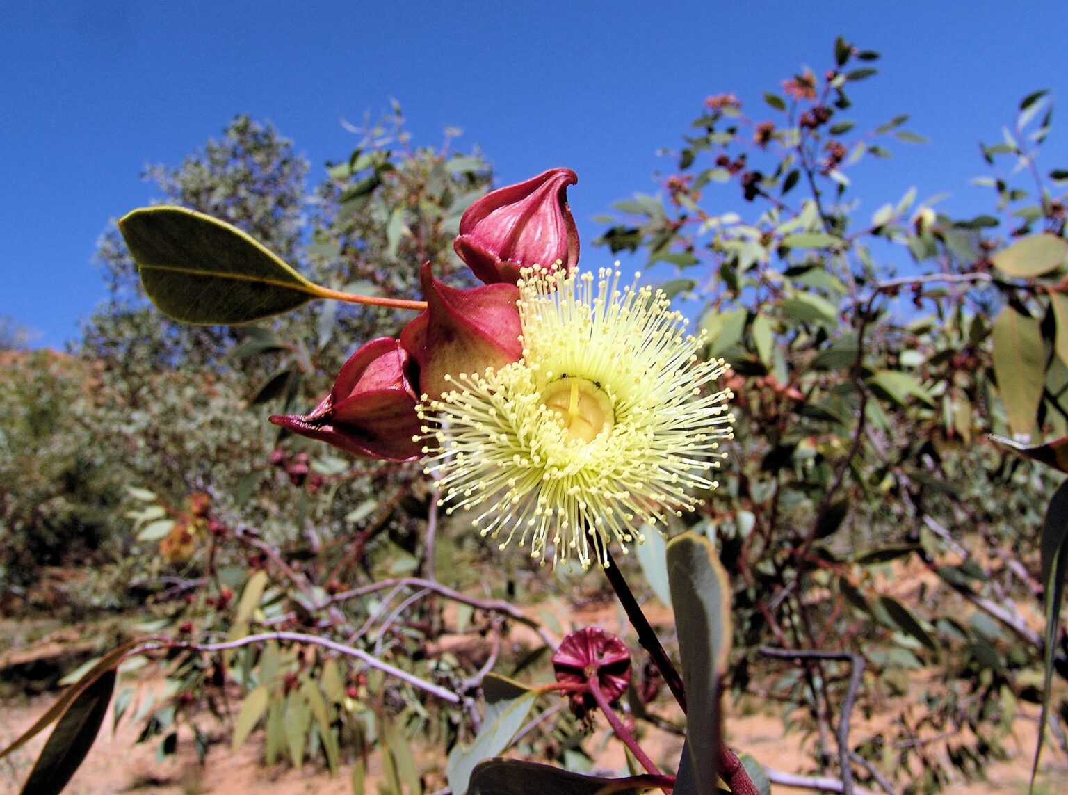 Red-Bud Mallee – Ausemade
