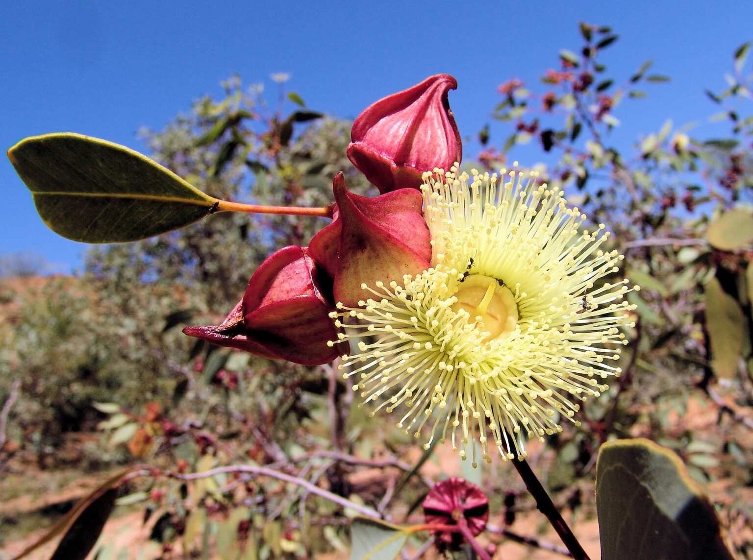 Red-Bud Mallee – Ausemade