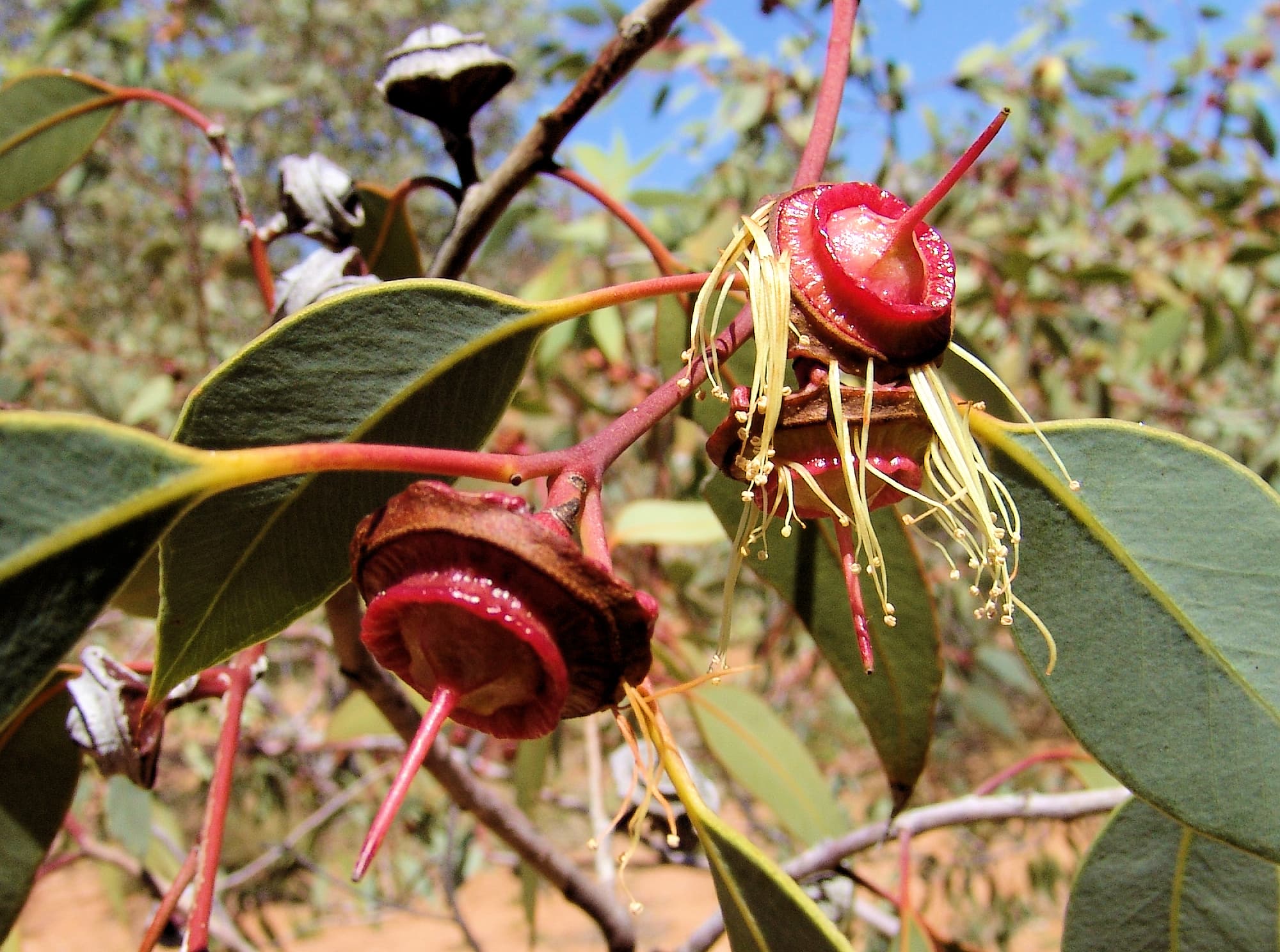 Red-Bud Mallee – Ausemade