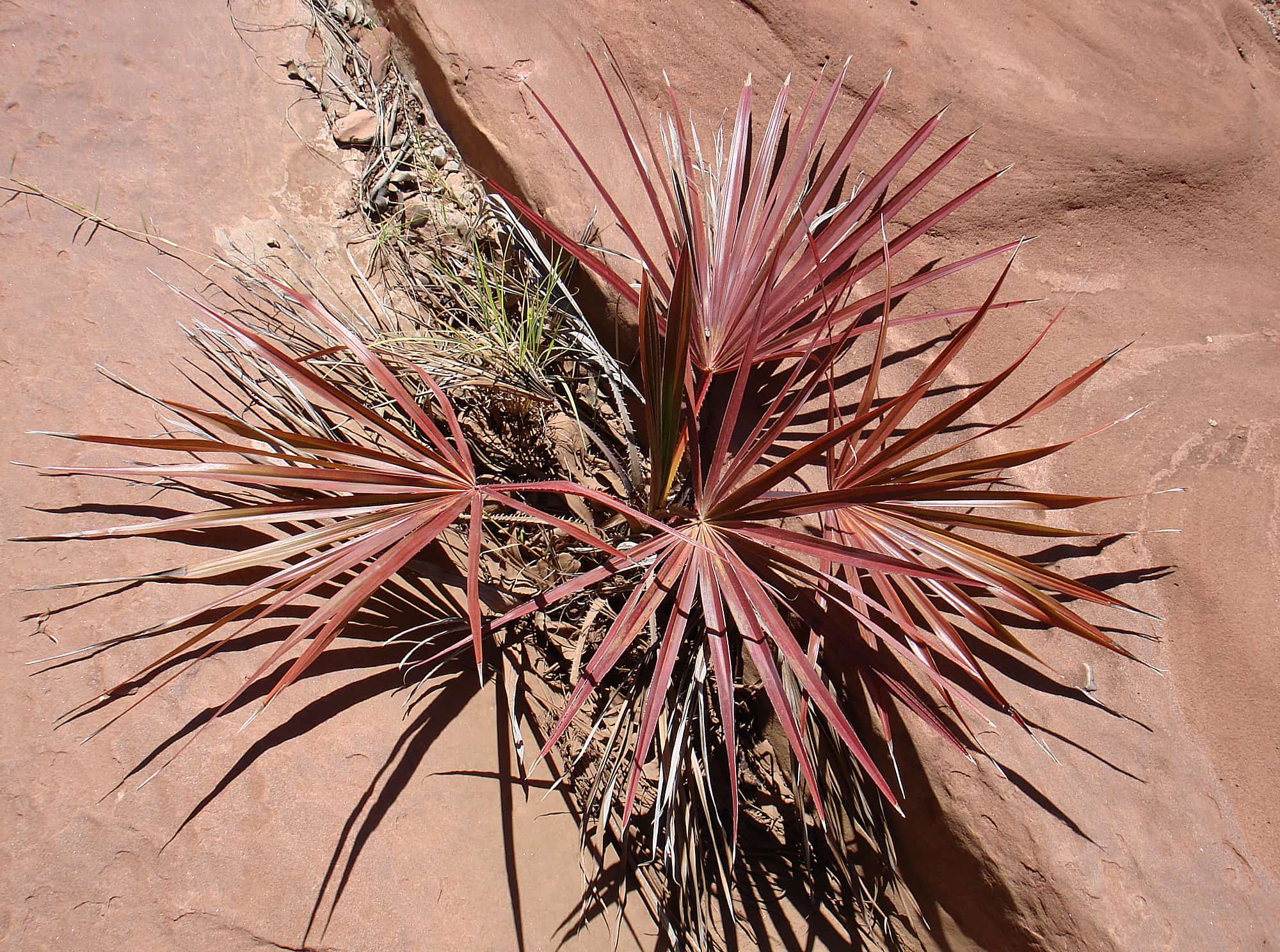Red Cabbage Palm – Ausemade
