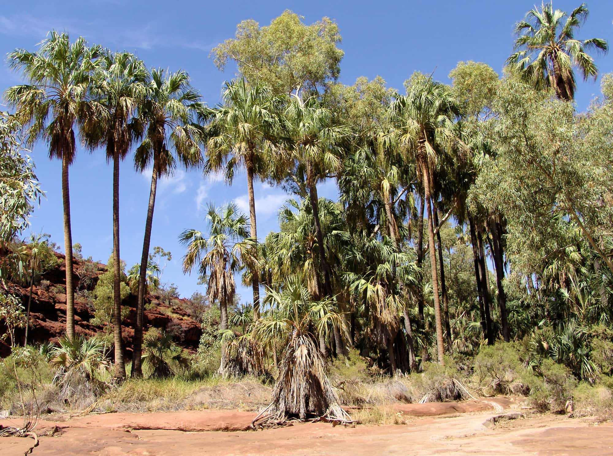 Red Cabbage Palm – Ausemade