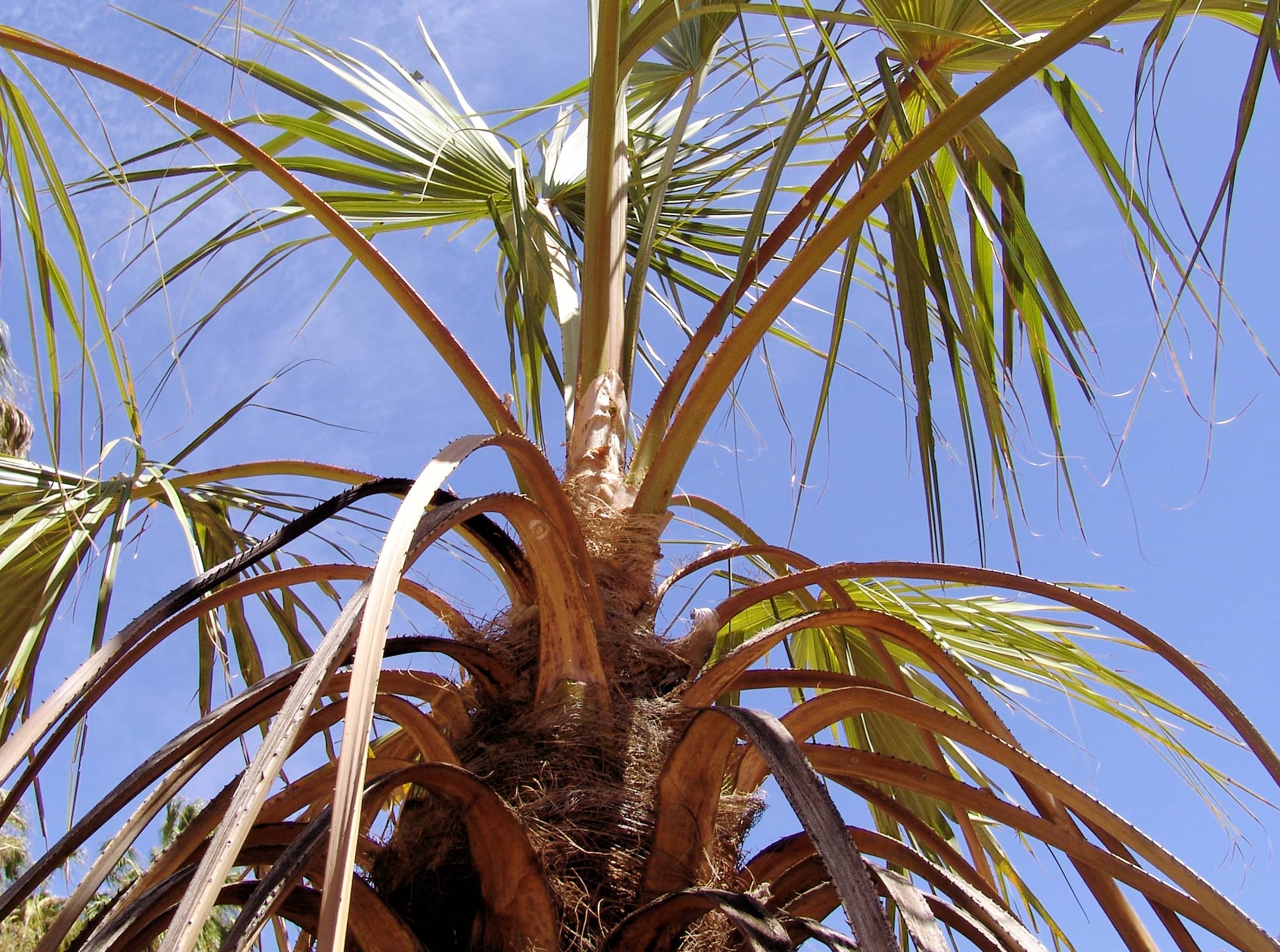 Red Cabbage Palm – Ausemade