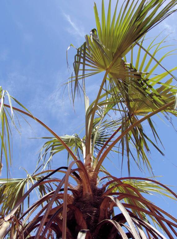 Red Cabbage Palm – Ausemade