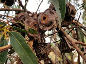Eucalyptus erythrocorys (Red-capped Gum) – Ausemade