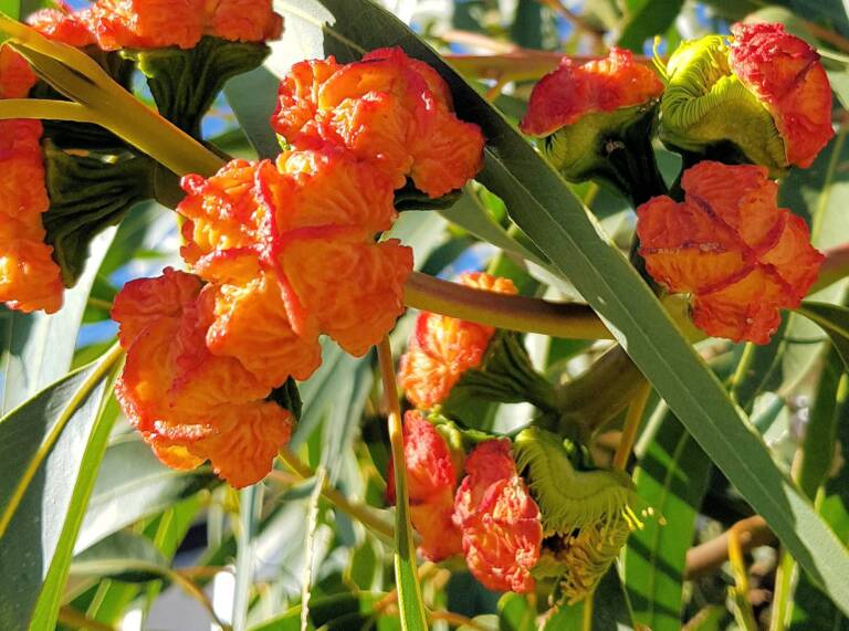 Eucalyptus erythrocorys (Red-capped Gum) – Ausemade