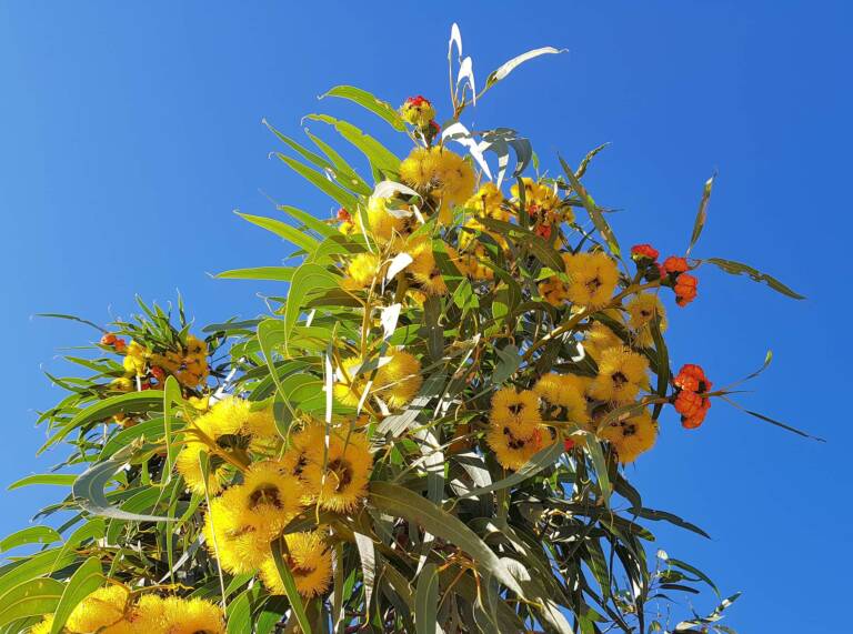 Eucalyptus erythrocorys (Red-capped Gum) – Ausemade