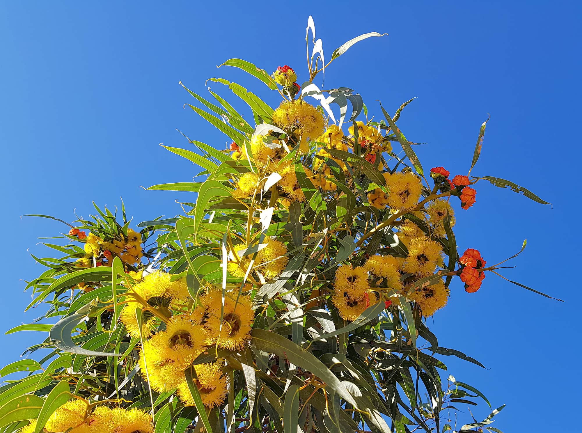 Eucalyptus erythrocorys (Red-capped Gum) – Ausemade