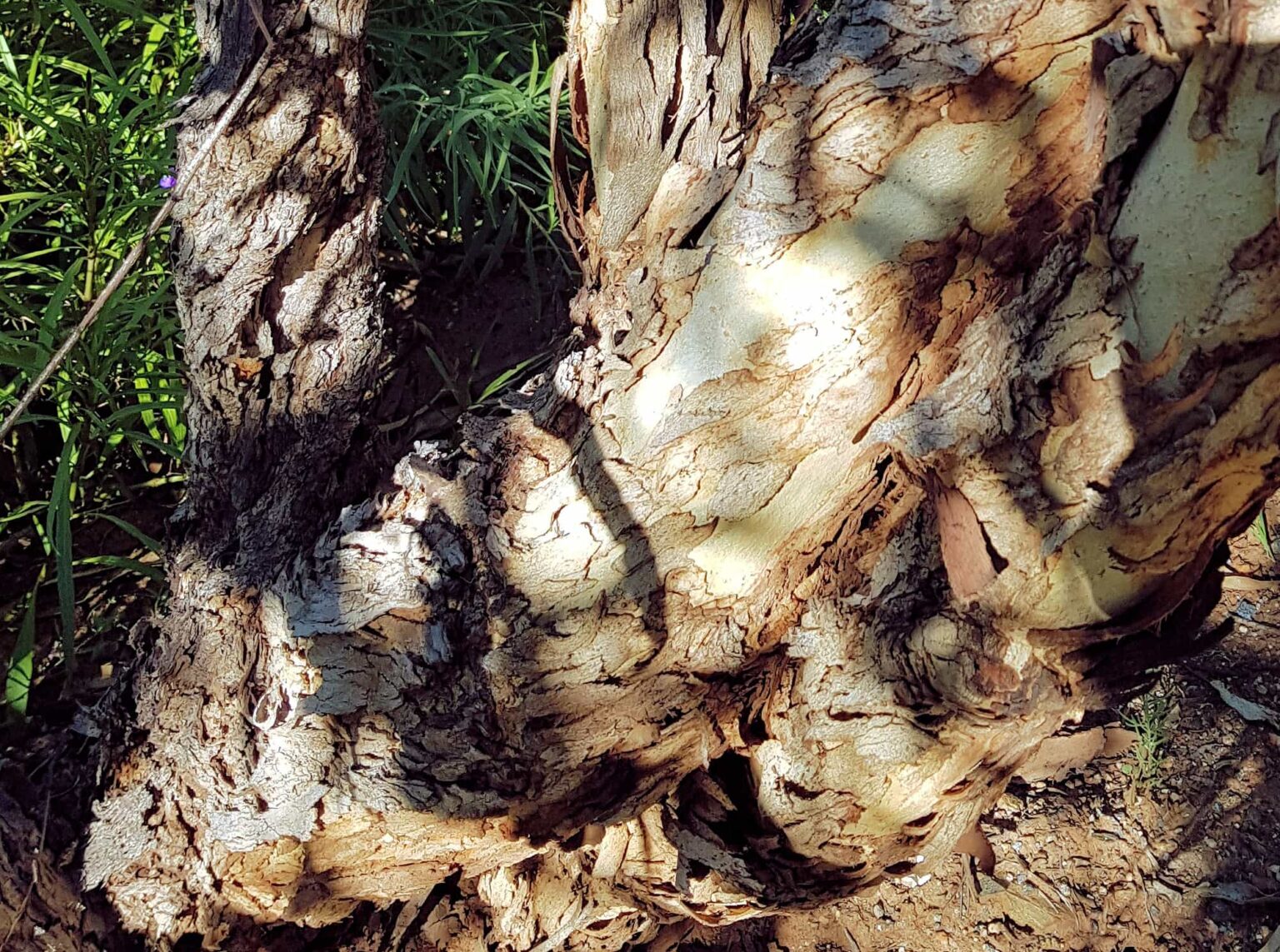 Eucalyptus erythrocorys (Red-capped Gum) – Ausemade