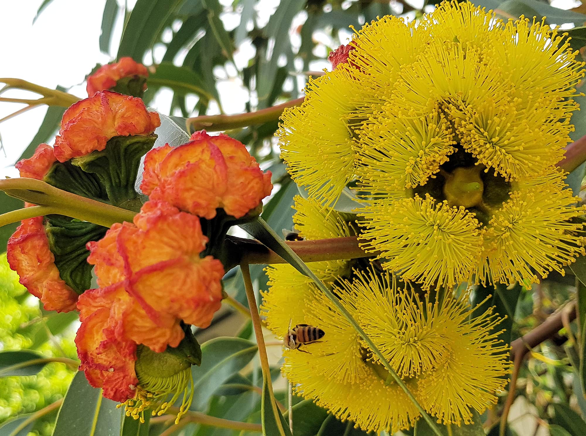 Apis mellifera on Eucalyptus erythrocorys – Ausemade