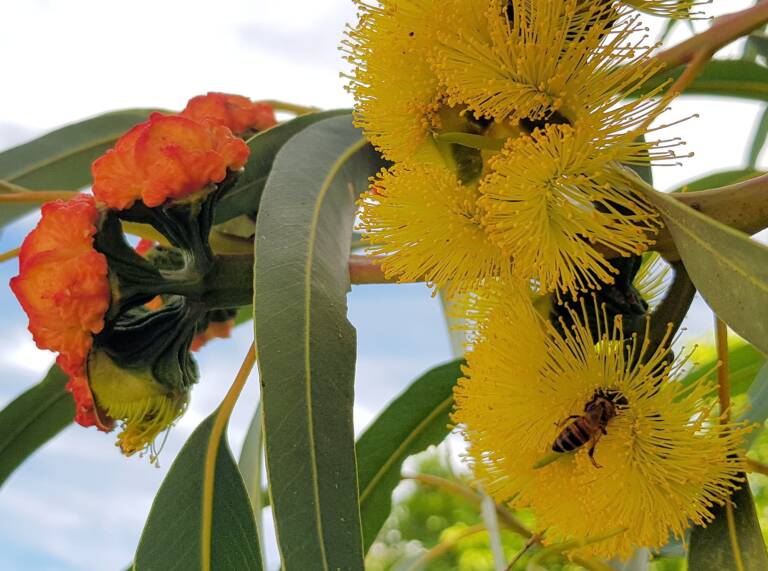 Apis mellifera on Eucalyptus erythrocorys – Ausemade