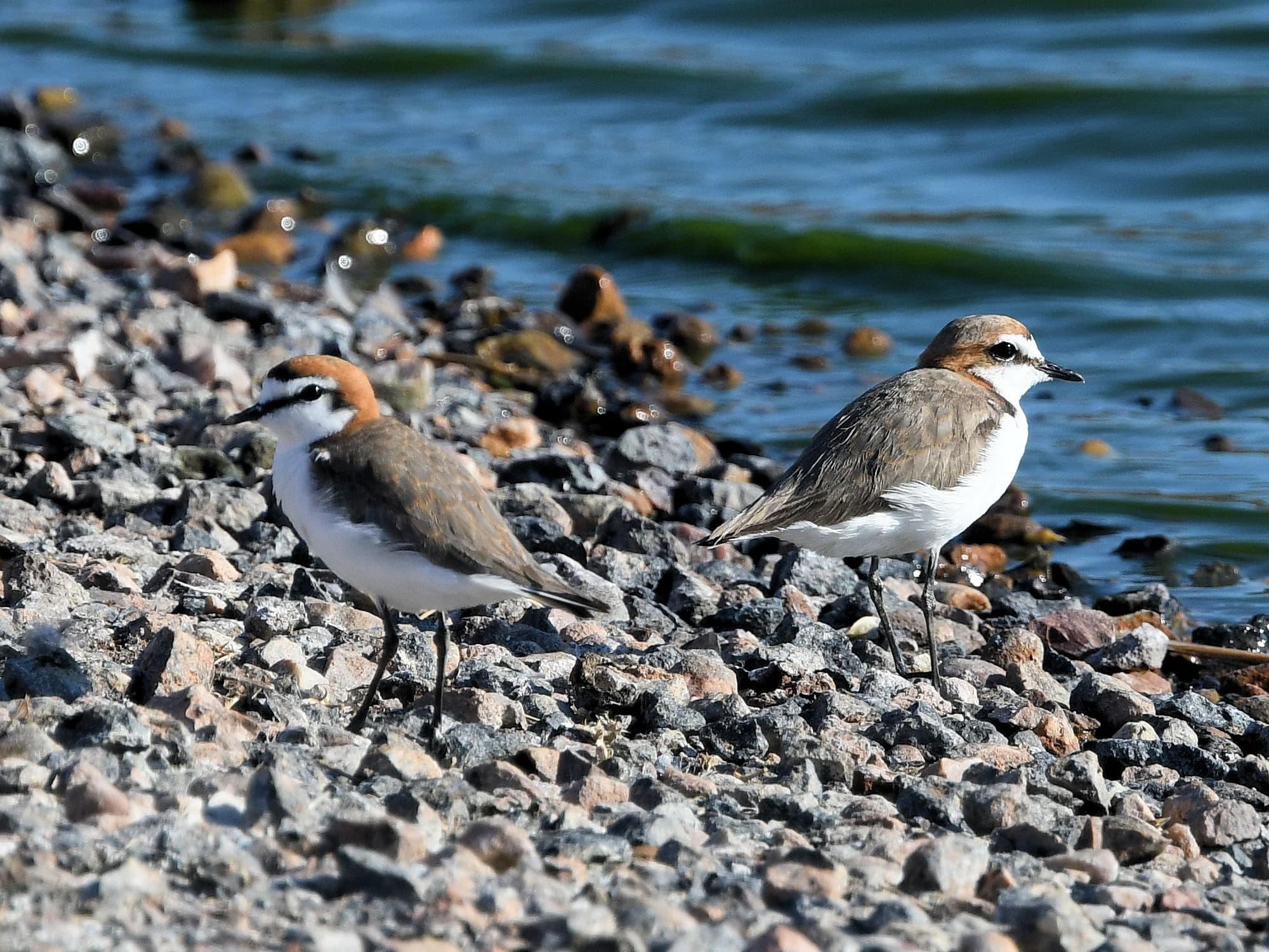 Red-capped Plover at the Ponds – Ausemade