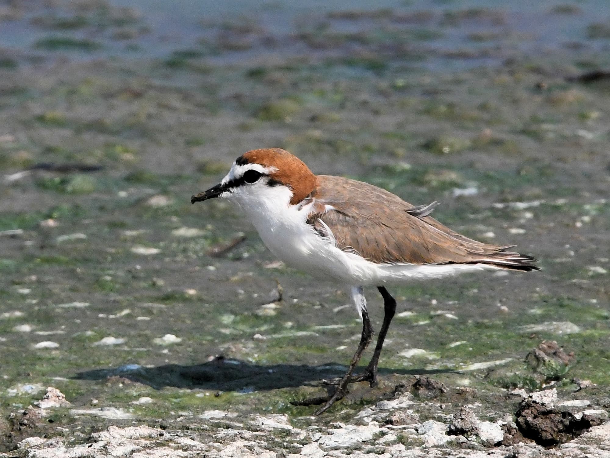 Red-capped Plover at the Ponds – Ausemade