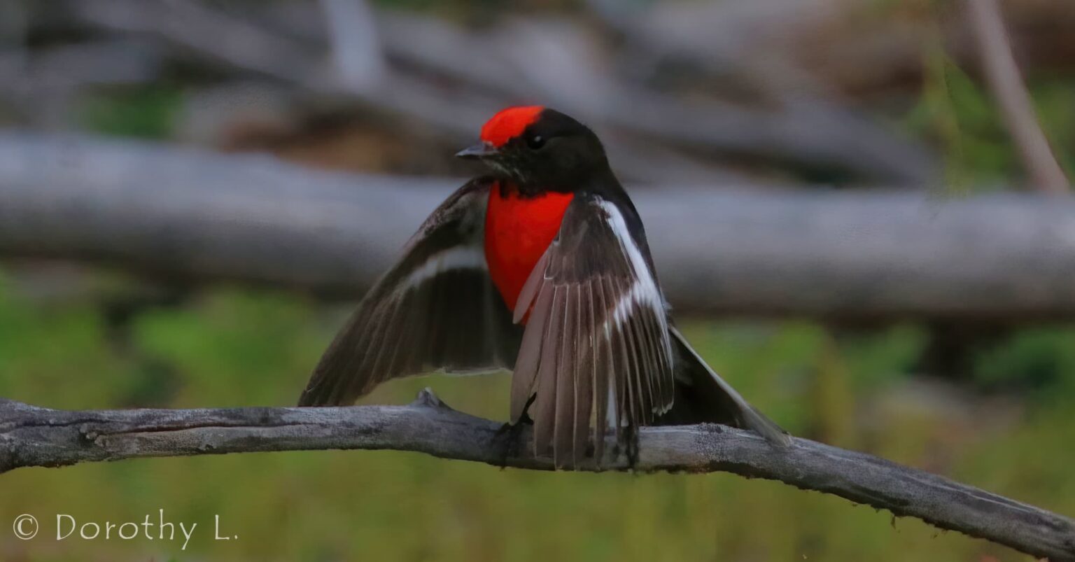 Red-capped Robin – Ausemade