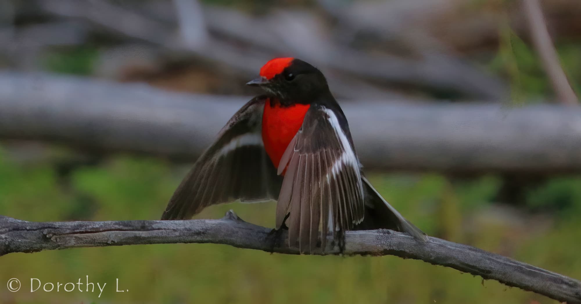 Red-capped Robin – Ausemade
