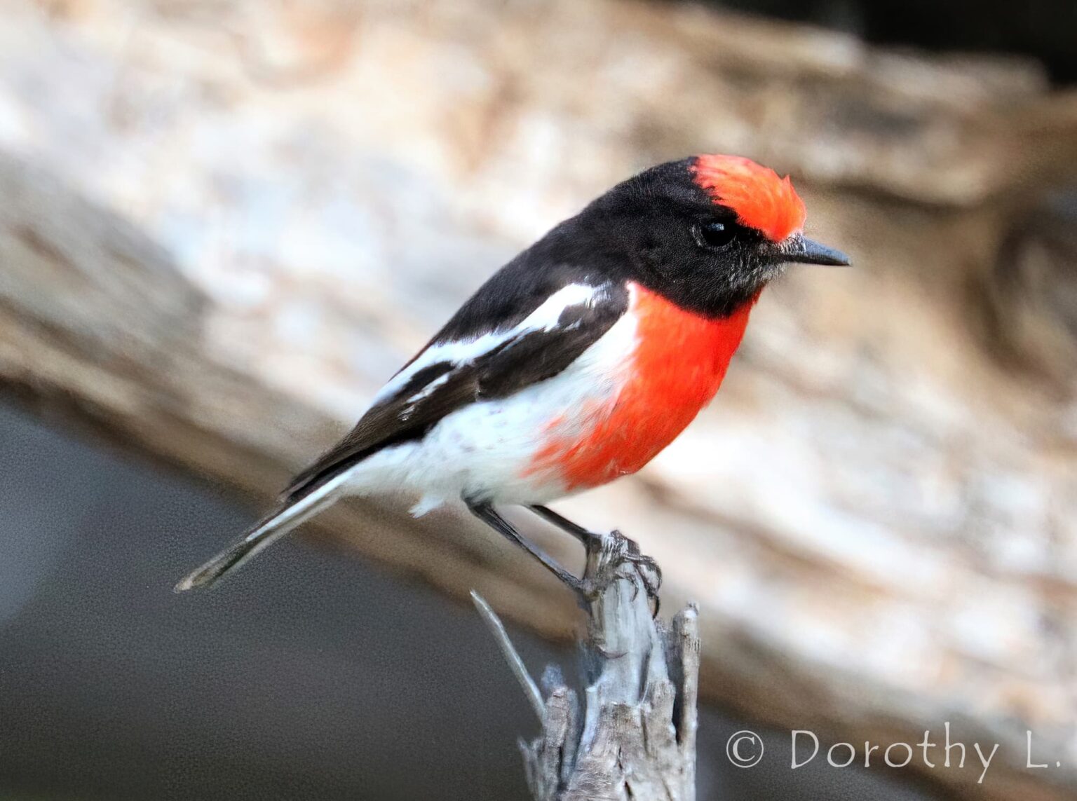 Red-capped Robin – Ausemade