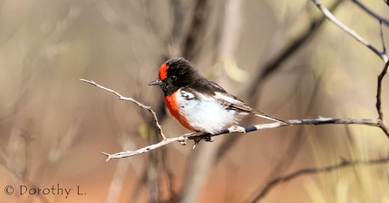 Red-capped Robin – Ausemade