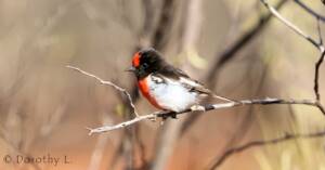 Red-capped Robin – Ausemade