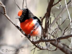 Red-capped Robin – Ausemade
