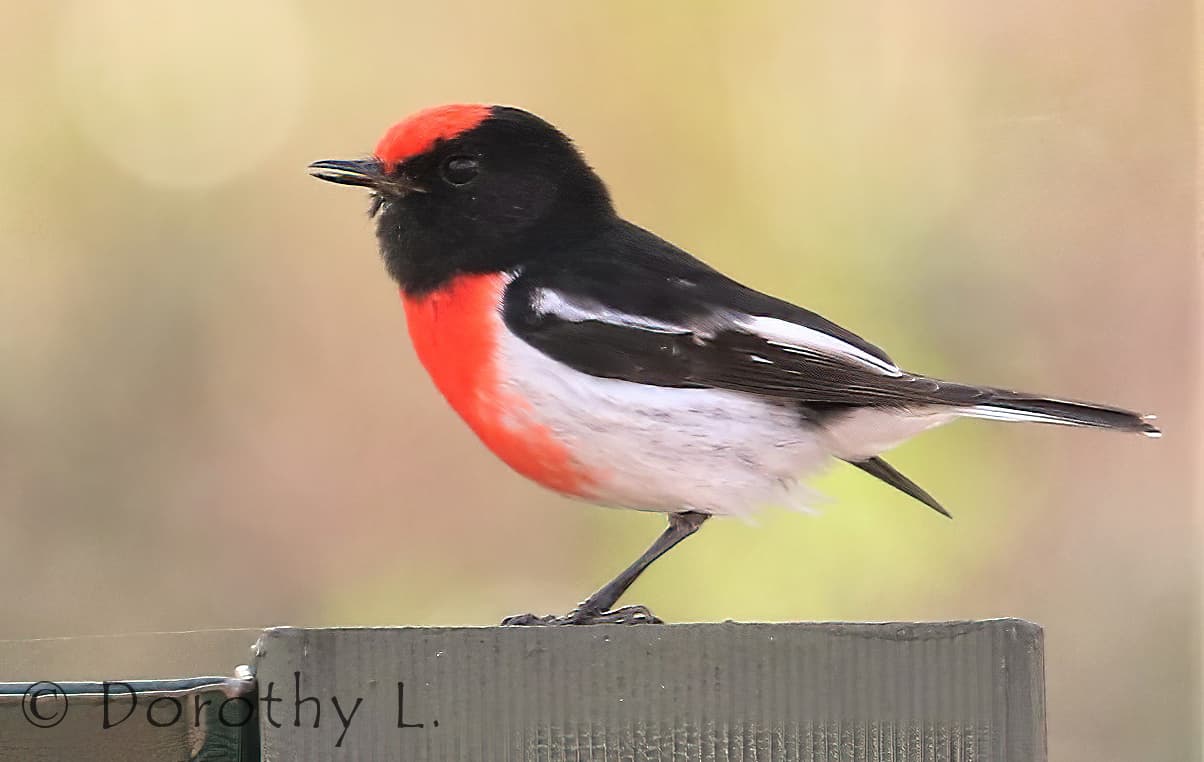 Red-capped Robin – Ausemade