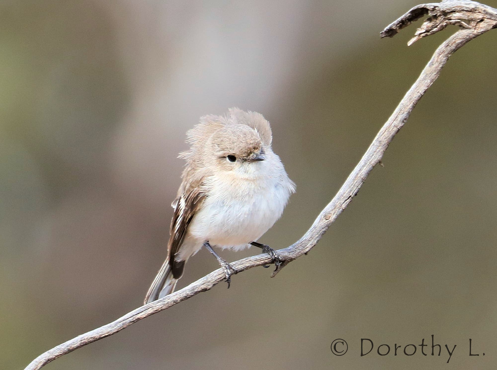 Red-capped Robin – Ausemade