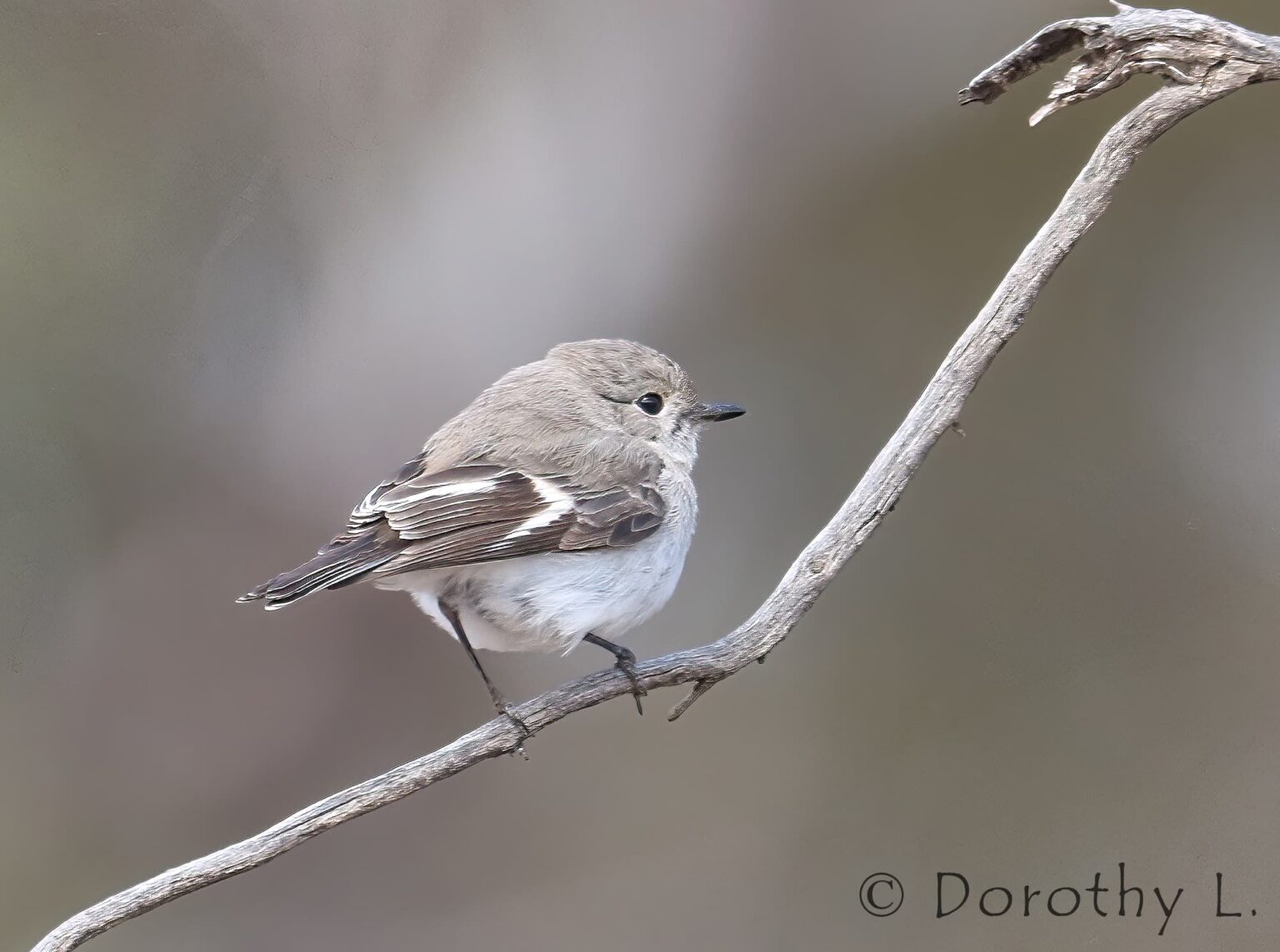 Red-capped Robin – Ausemade