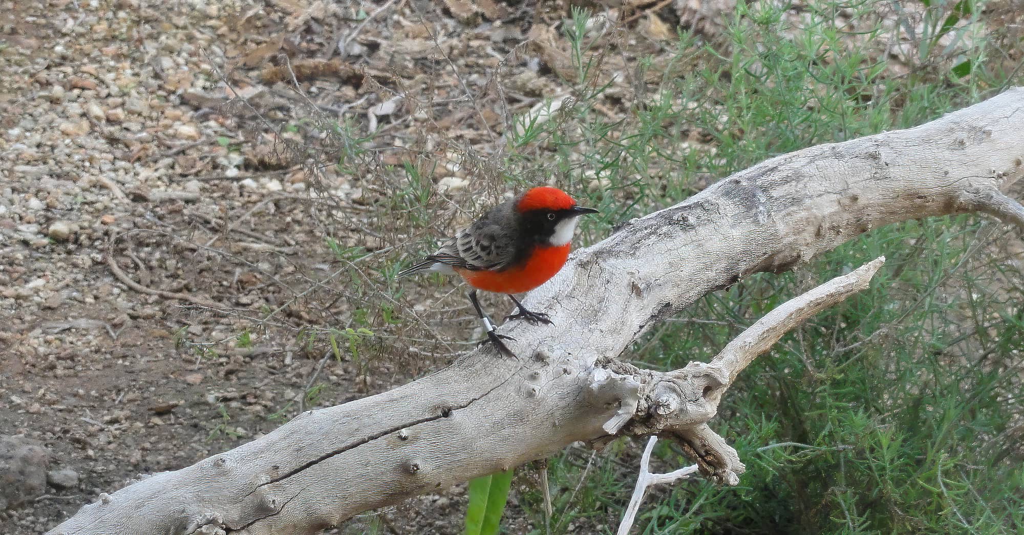 Red-capped Robin – Ausemade