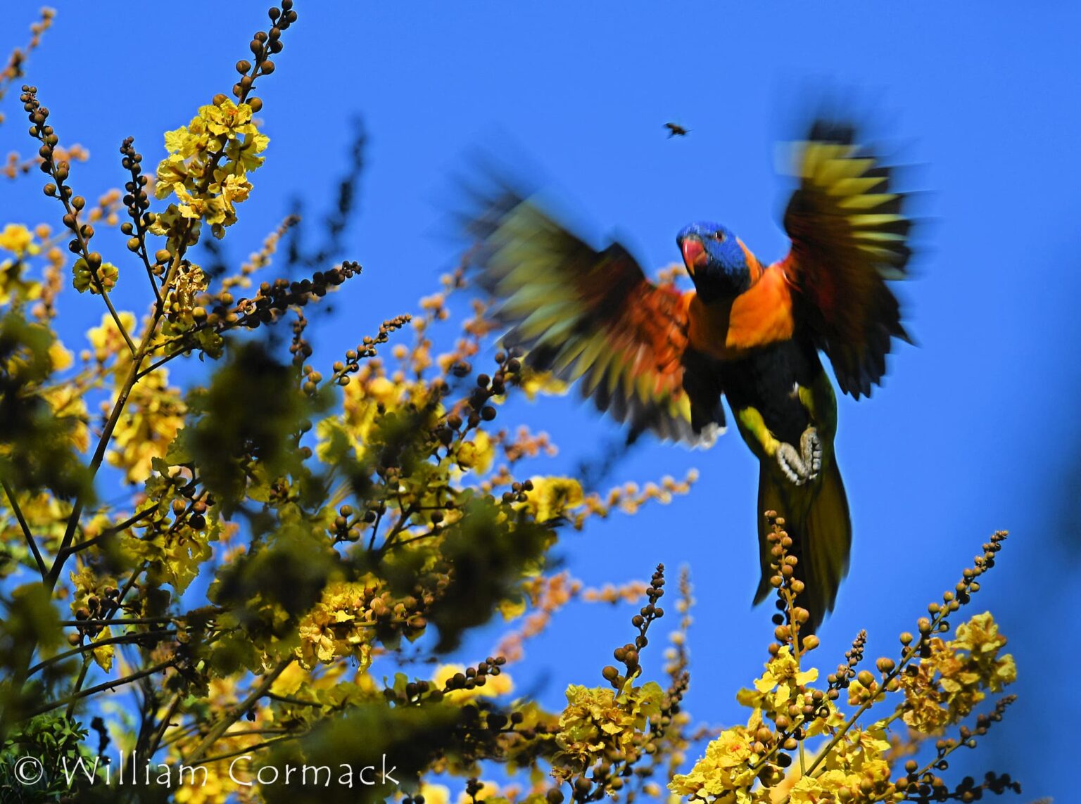 Red-collared Lorikeet – Ausemade