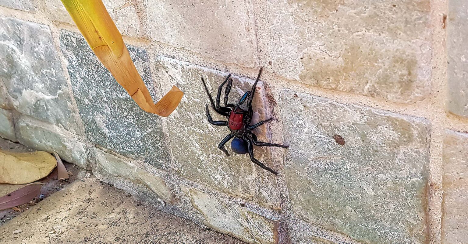 Missulena occatoria (Red-headed Mouse Spider) – Ausemade