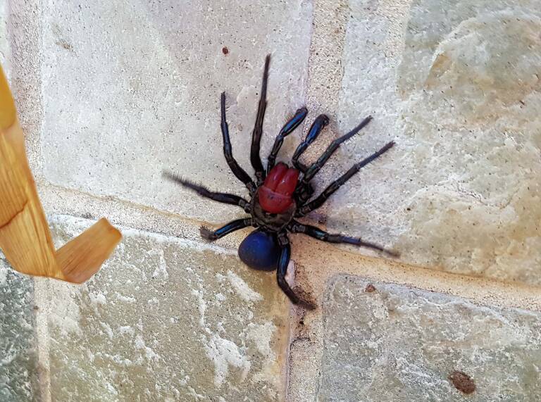 Missulena occatoria (Red-headed Mouse Spider) – Ausemade