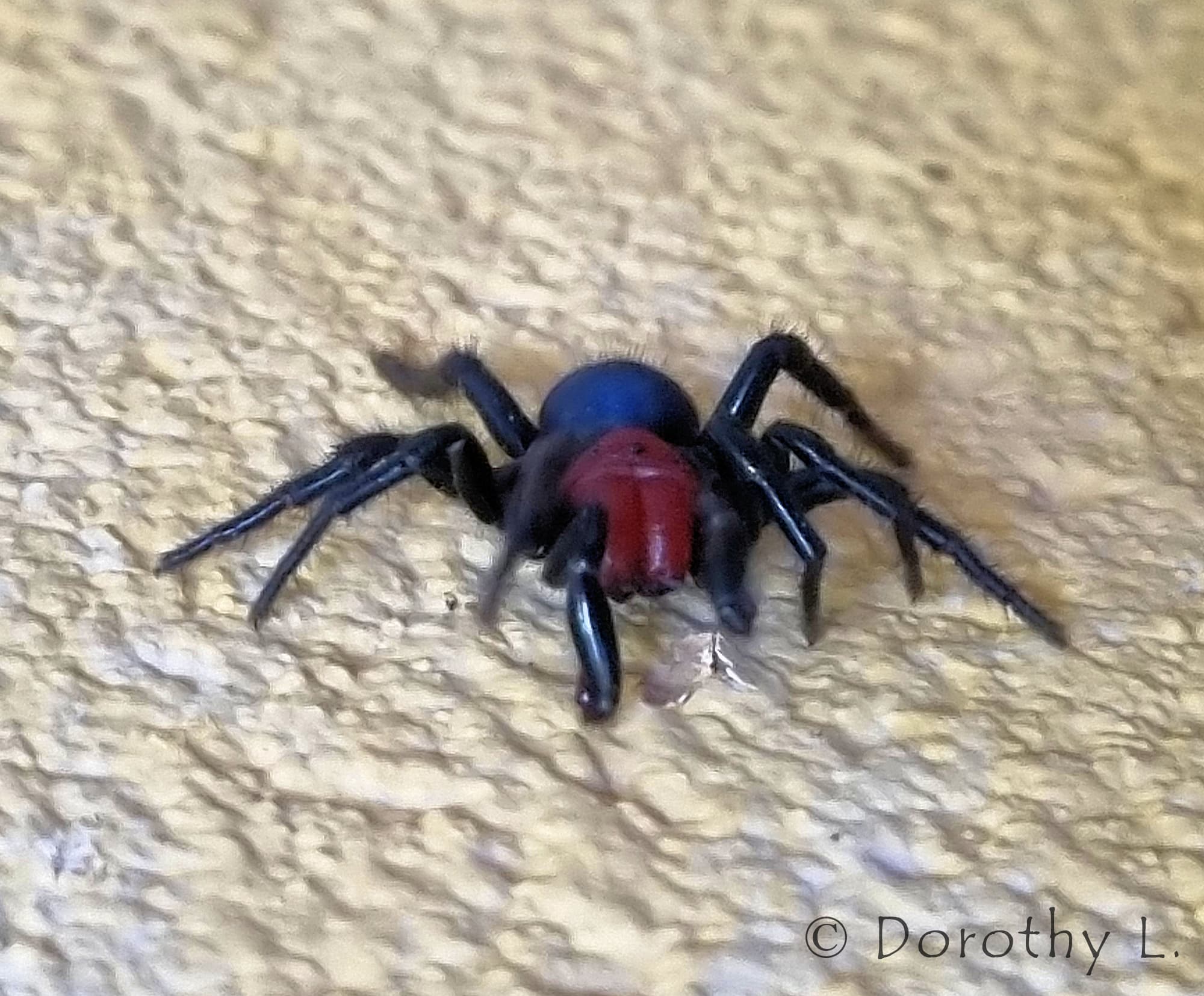 Missulena occatoria (Red-headed Mouse Spider) – Ausemade