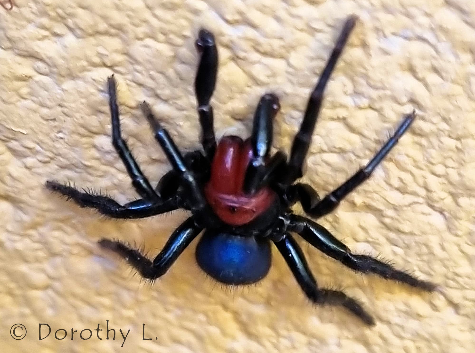 Alice Springs Spiders – Ausemade
