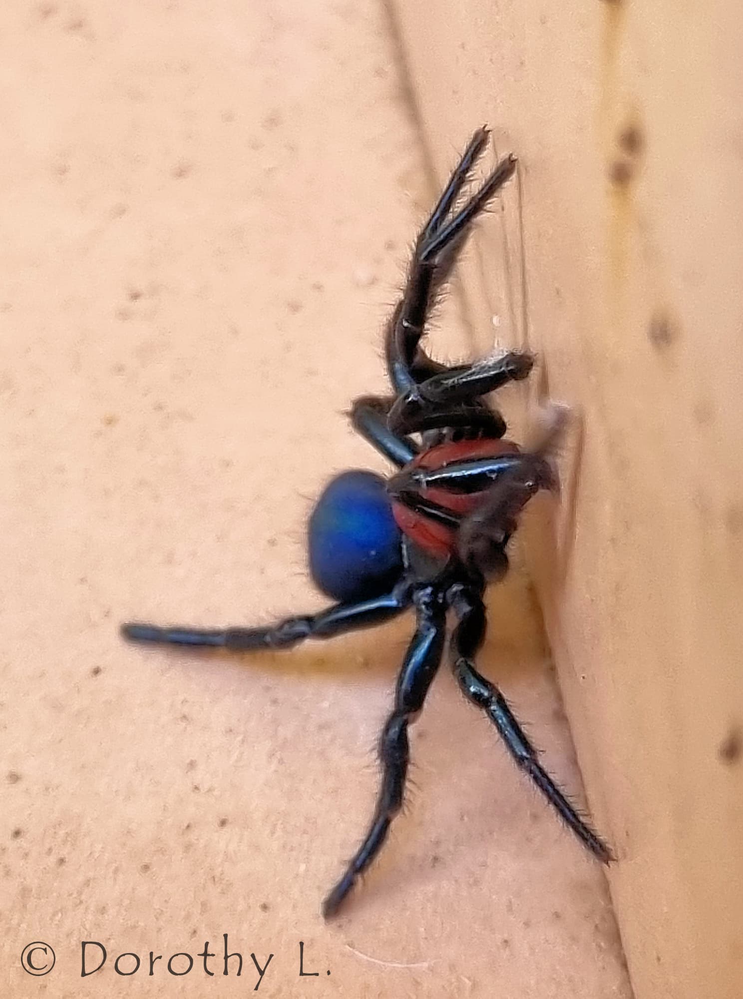 Missulena occatoria (Red-headed Mouse Spider) – Ausemade