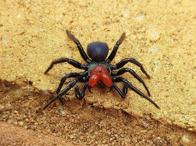 Red-headed Mouse Spider – Ausemade