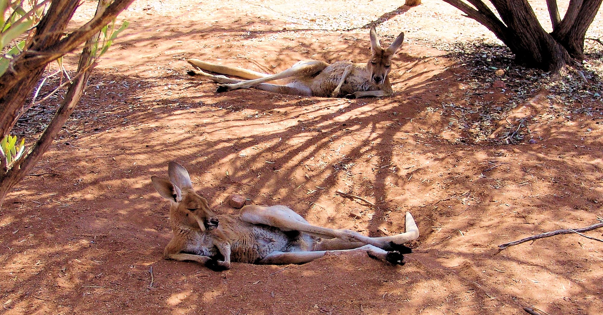 Kangaroo, Wallaroo, Euro, Wallaby – Ausemade