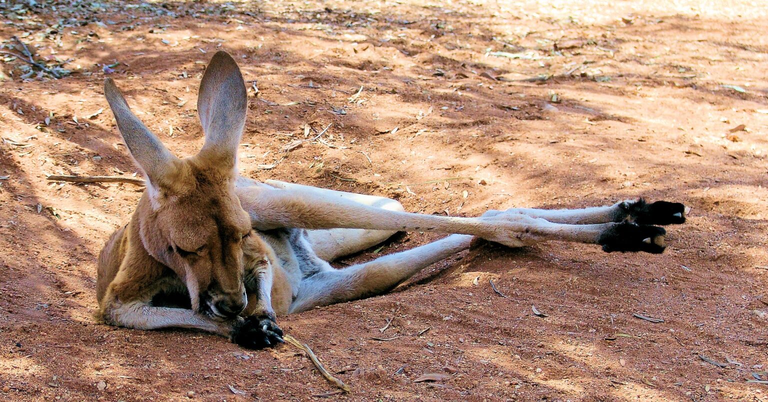Red Kangaroo – Ausemade