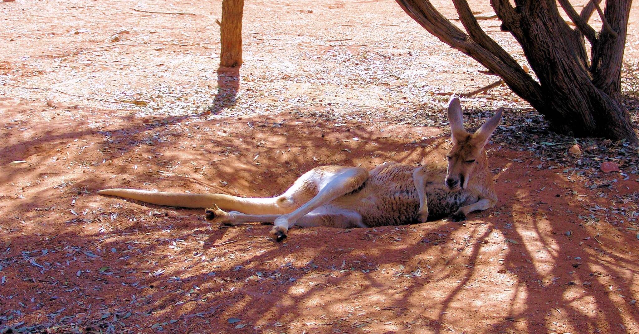 Kangaroo, Wallaroo, Euro, Wallaby – Ausemade