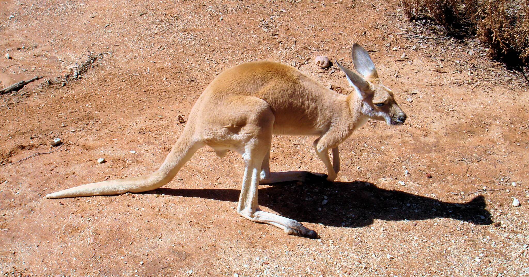 Red Kangaroo – Ausemade