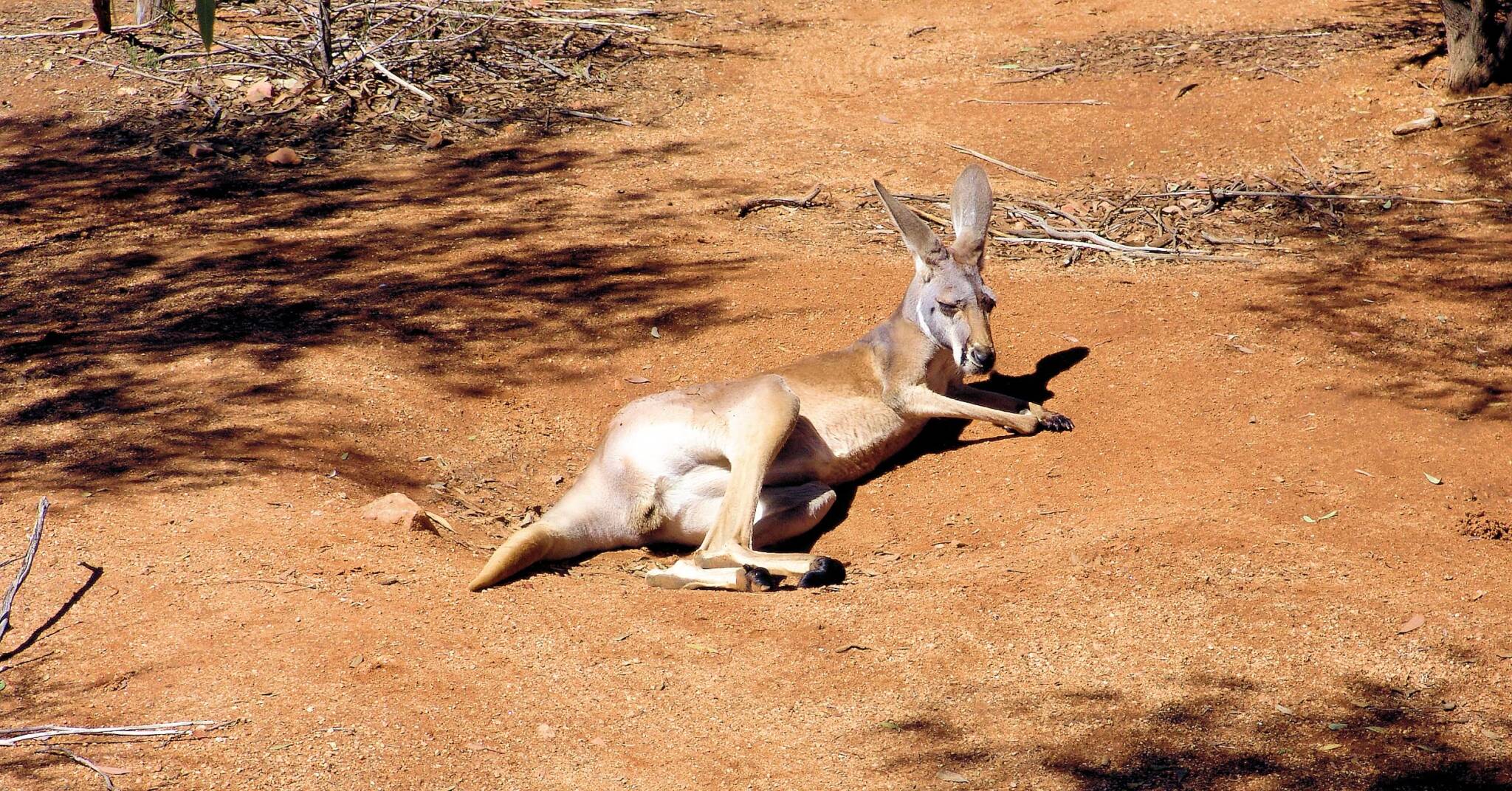 Red Kangaroo – Ausemade