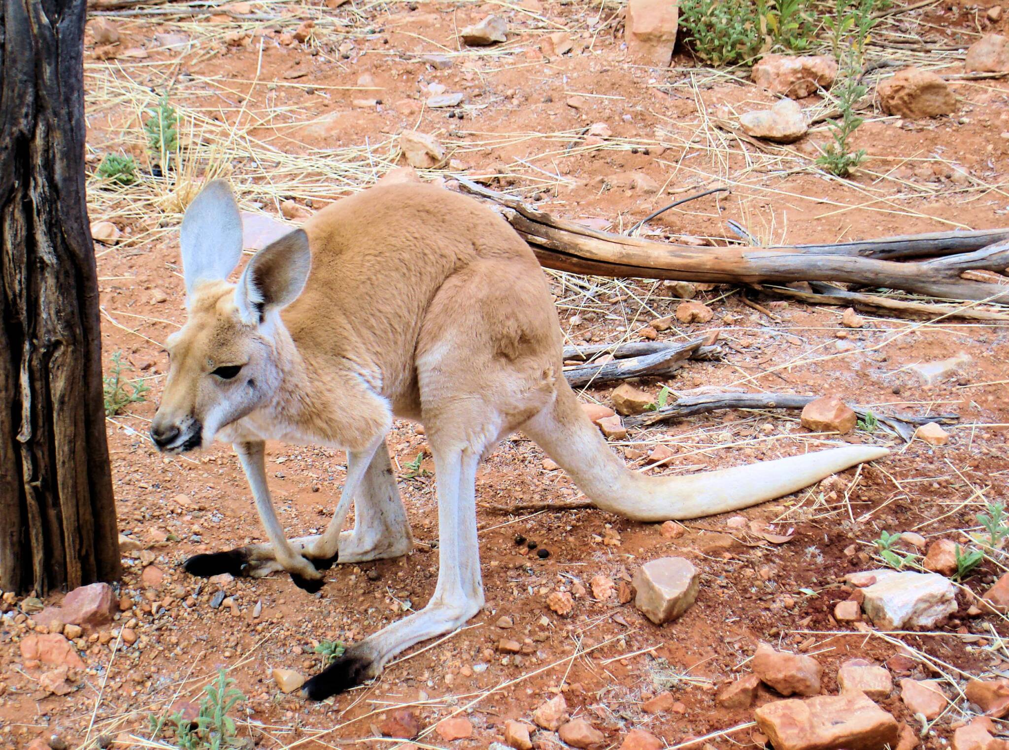 Red Kangaroo – Ausemade