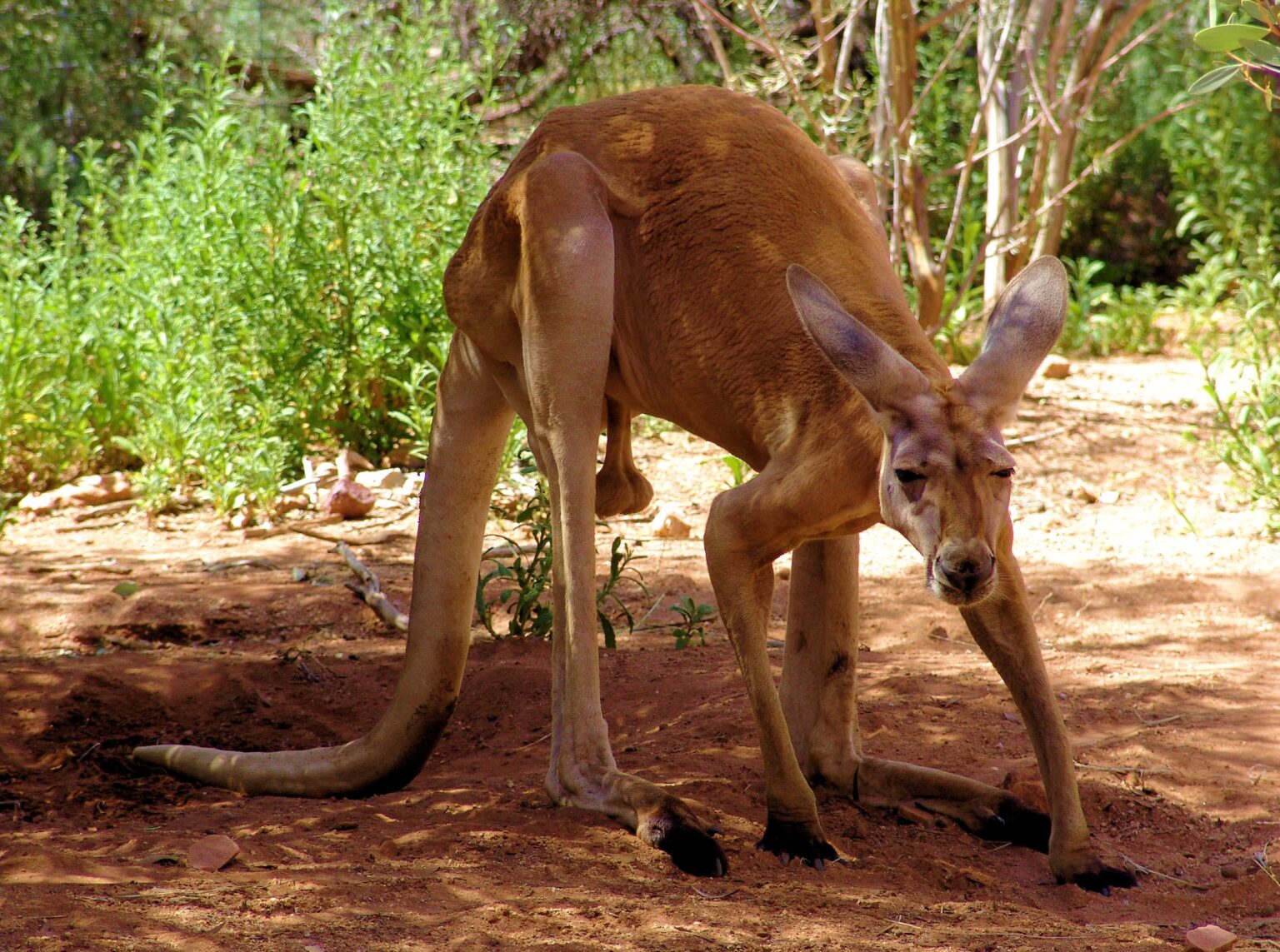 Red Kangaroo – Ausemade