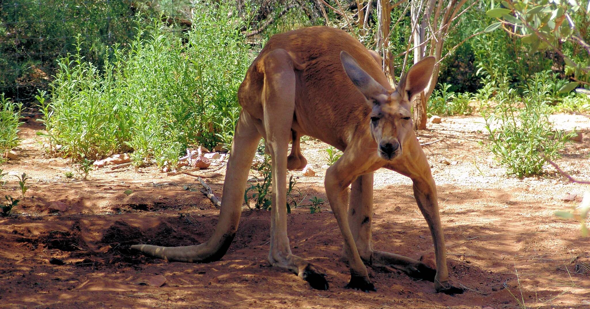 Kangaroo, Wallaroo, Euro, Wallaby – Ausemade