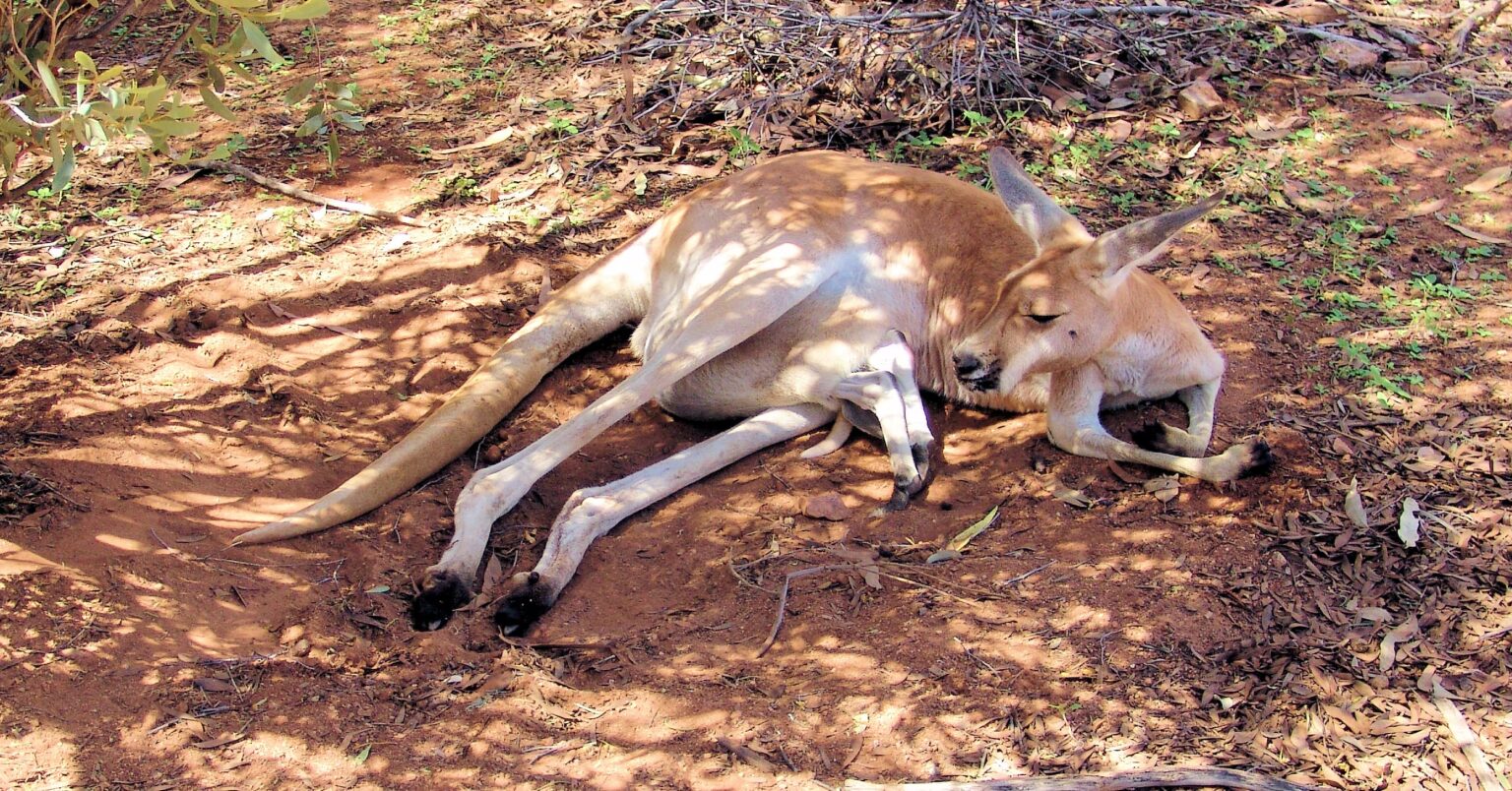 Red Kangaroo – Ausemade