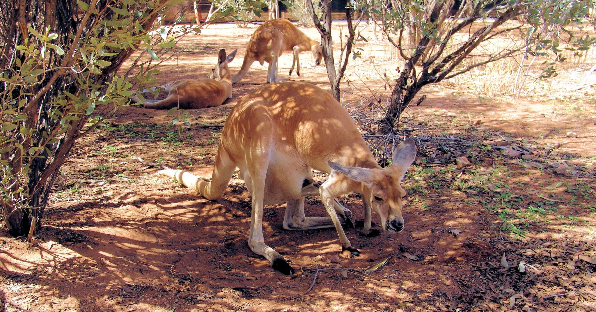 Macropodidae – Ausemade